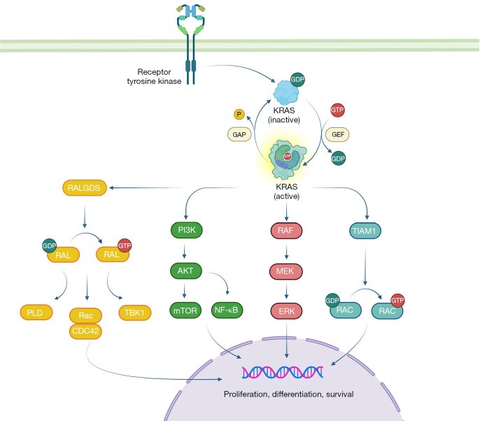 Understanding KRAS: The Key Predictive Biomarker in Cancer Treatment ...